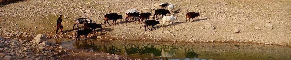 Hindko Language & Culture Society (HL&CS)